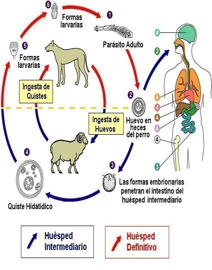 CICLO EVOLUTIVO DE LOS PARASITOS. TIPOS DE HUESPEDES - REVISTA DE ...