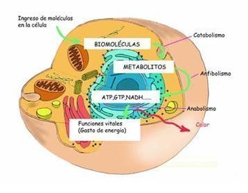 QUÍMICA BIOLÓGICA. METABOLISMO - REVISTA DE CIENCIAS SABER DE CIENCIAS ...