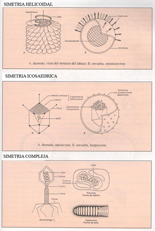 VIROLOGIA. SIMETRIA VIRAL - REVISTA DE CIENCIAS SABER DE CIENCIAS con ...